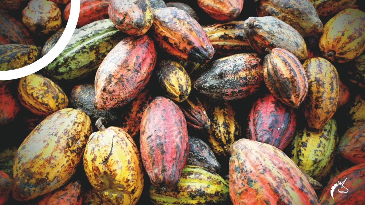 Sharing success through Cacao-Trace: How our Chocolate Bonus brings ...